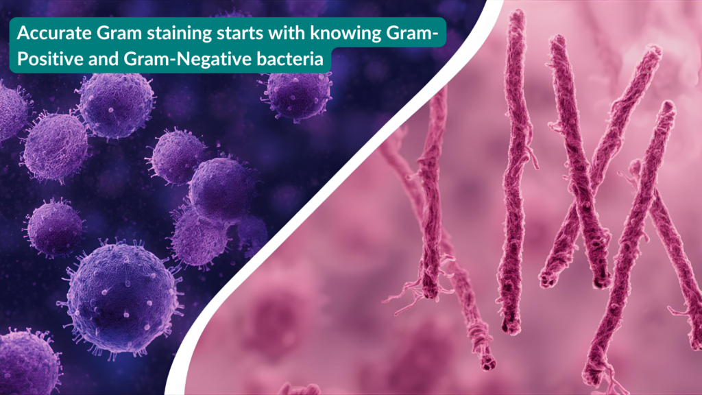 Gram stain test procedure: 10 Essential Tips for Success